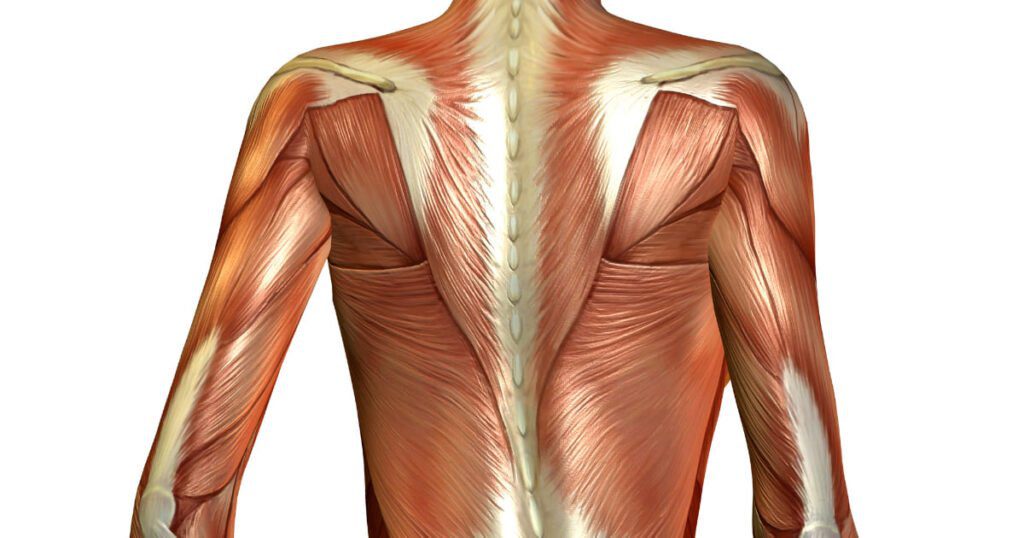 Los músculos del cuerpo y el masaje terapéutico